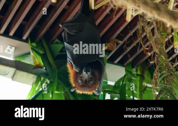 Giant bat Stock Videos & Footage - HD and 4K Video Clips - Alamy