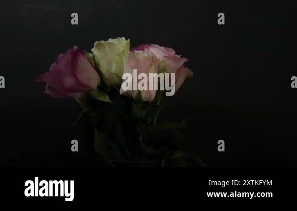 Bouquet of colourful roses rotating on black background. Beautiful ...