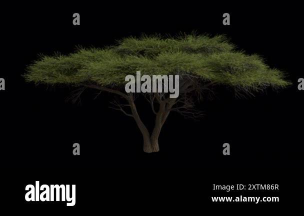 Acacia Tortilis Tree blowing in the wind. Wind blows the Umbrella Thorn ...