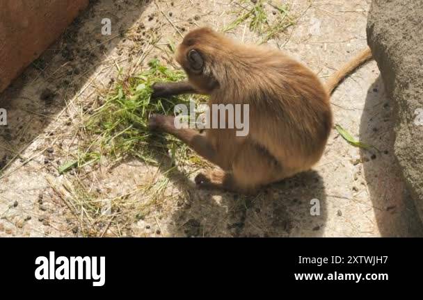 Monkey house forest park Stock Videos & Footage - HD and 4K Video Clips ...