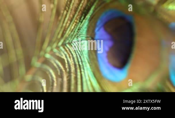 Feather tickle Stock Videos & Footage - HD and 4K Video Clips - Alamy