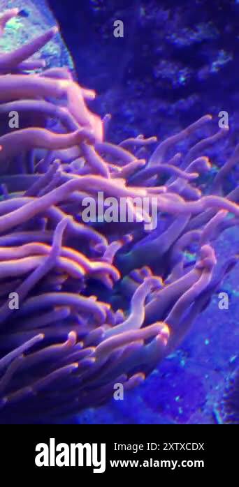 Species of hydroid polyp Stock Videos & Footage - HD and 4K Video Clips ...