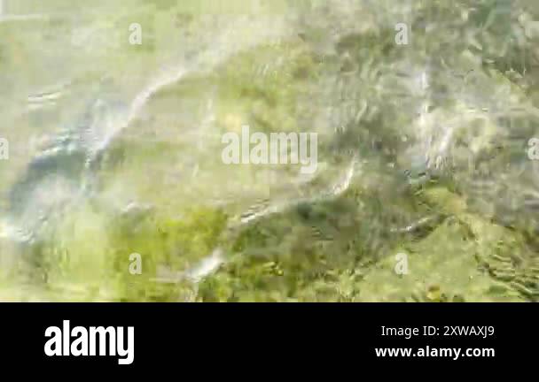 Water movement closeup video from top view with algae at the bottom of ...