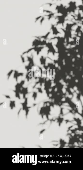Shadow of wind in the tree leaves on the wall loopable background. 3d ...