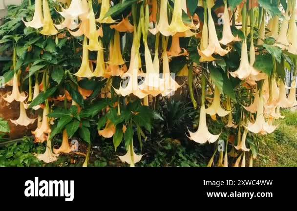 Angel trumpet botanical garden Stock Videos & Footage - HD and 4K Video ...
