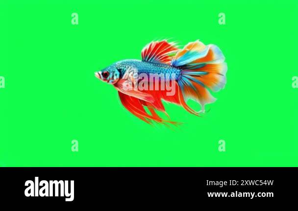 Crowntail betta fish Stock Videos & Footage - HD and 4K Video Clips - Alamy