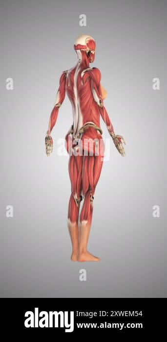 Anatomy of the female body skeletal and muscular system Stock Videos ...