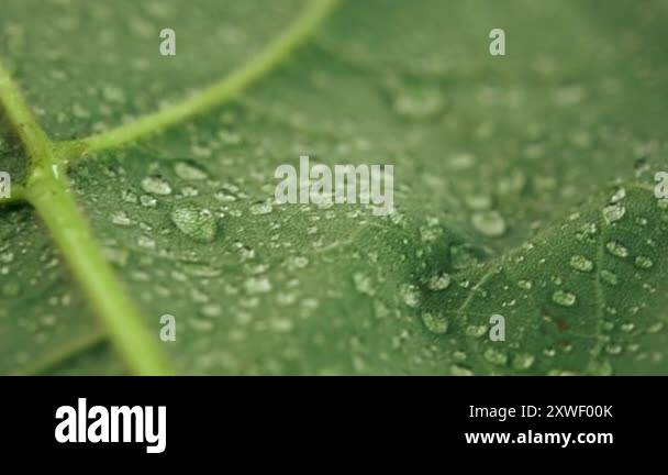 Leaf vein structure Stock Videos & Footage - HD and 4K Video Clips - Alamy