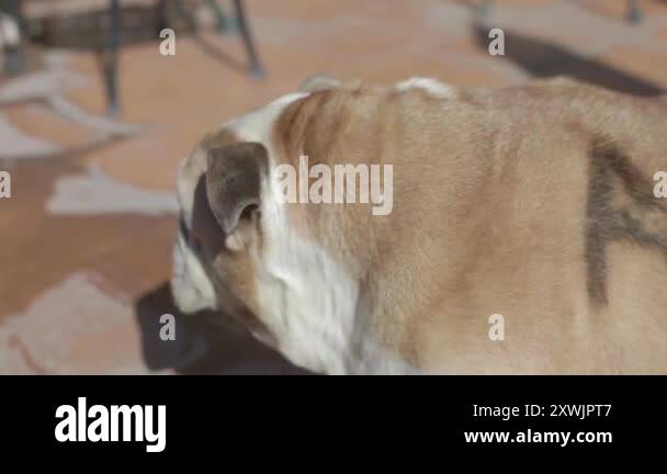 Grumpy bulldog Stock Videos & Footage - HD and 4K Video Clips - Alamy