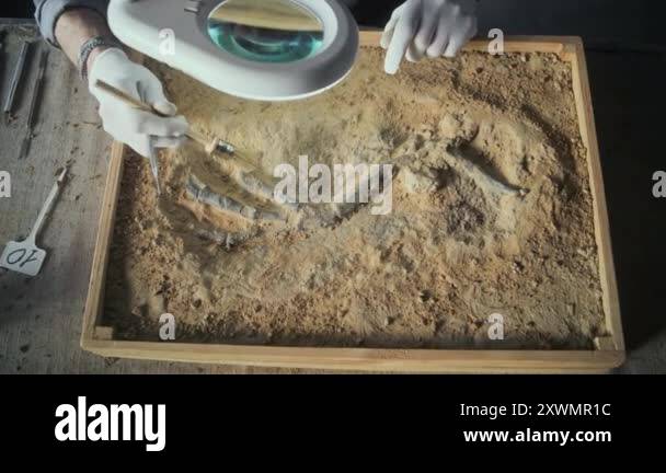 Archaeologist cleans ancient extinct human or animal bones under lamp using tools and brush ...