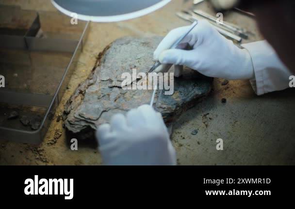 Close up of archaeologist doing fossil analysis, cleaning artifact of ...