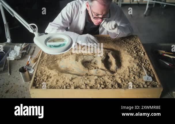 Animal using tools Stock Videos & Footage - HD and 4K Video Clips - Alamy