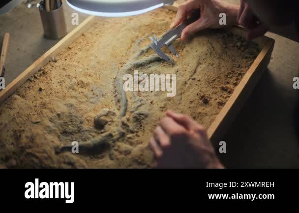 Archaeologist takes measurements of dinosaur remains with colleague ...