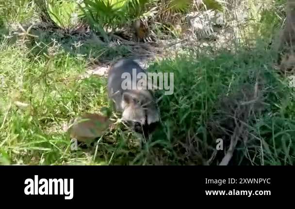 Raccoon racoon Stock Videos & Footage - HD and 4K Video Clips - Alamy