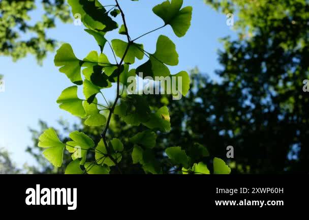 Ginkgo biloba green fan-shaped leaves on a tree. Branch of a ginkgo ...