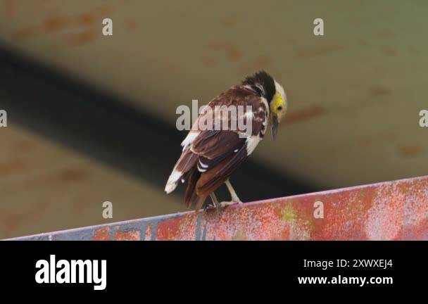 Javan myna bird singapore Stock Videos & Footage - HD and 4K Video ...