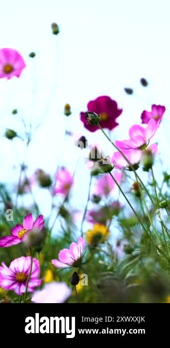Vertical video of wildflowers in slow-motion against overexposed for ...