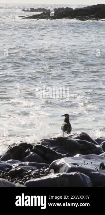 Vertical video of a seagull standing on a rock on the shoreline ...