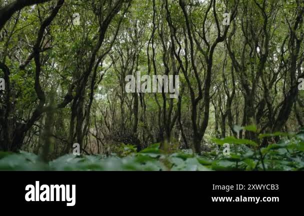 Intertwining nature Stock Videos & Footage - HD and 4K Video Clips - Alamy