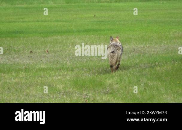 Enjoy the majesty of a pair of coyotes (Canis latrans) in their natural ...