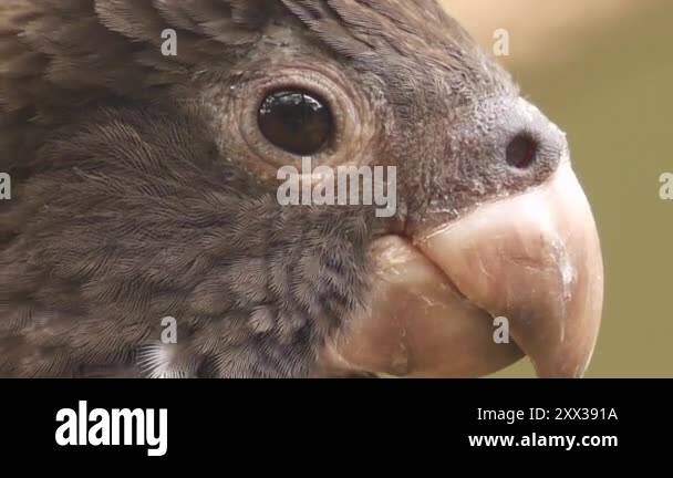 Close up feathers head eye beak Stock Videos & Footage - HD and 4K ...