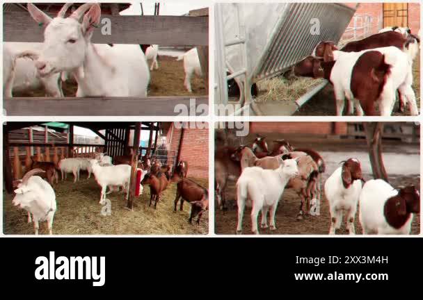 Goat farm. Goats on a farm in an open-air cage. Beautiful goats in an ...