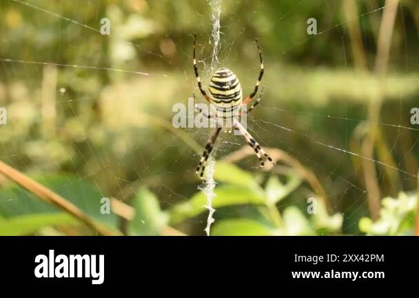 Zebra spiders Stock Videos & Footage - HD and 4K Video Clips - Alamy
