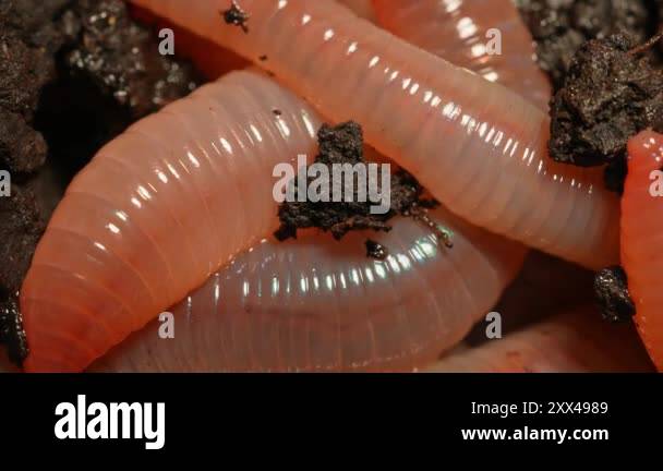 Lump of tangled worms squirm and wiggle together in the dark soil ...
