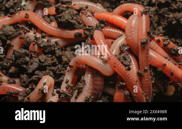 Lump of tangled worms squirm and wiggle together in the dark soil ...