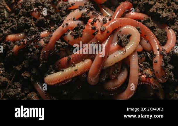 Wiggly worms and night crawlers creepy creatures wriggle in the dark ...