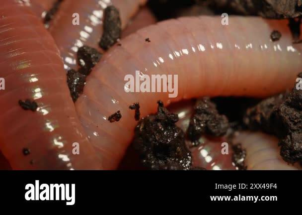 Wiggly worms and night crawlers creepy creatures wriggle in the dark ...