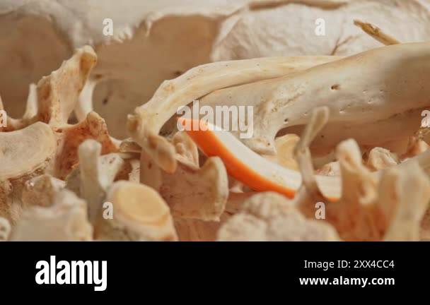Forest wild animal bones. Dead animal body skeletal bones skull with ...