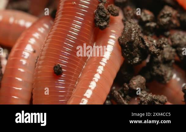 Wiggly worms and night crawlers creepy creatures wriggle in the dark ...