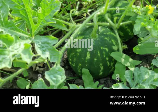 The video shows two watermelons growing on a vine amongst dense green ...