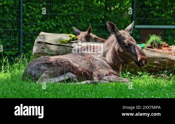 The moose or elk, Alces alces is the largest extant species in the deer ...