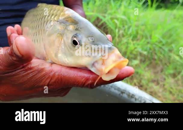 beautiful common carp fish in hand of a fish farmer in nice blur ...