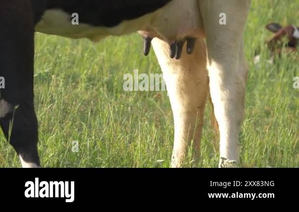 Udder young cow close Stock Videos & Footage - HD and 4K Video Clips ...