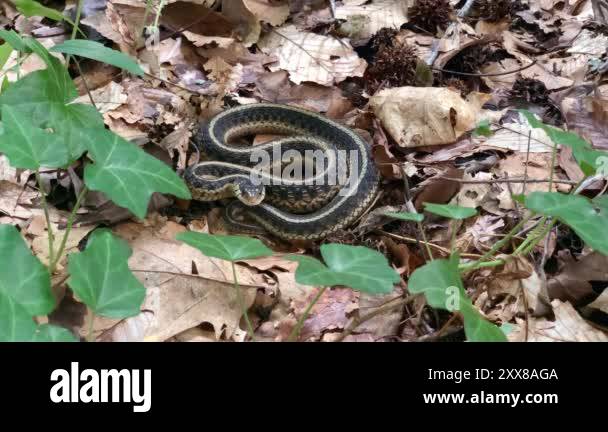 Litter snake Stock Videos & Footage - HD and 4K Video Clips - Alamy