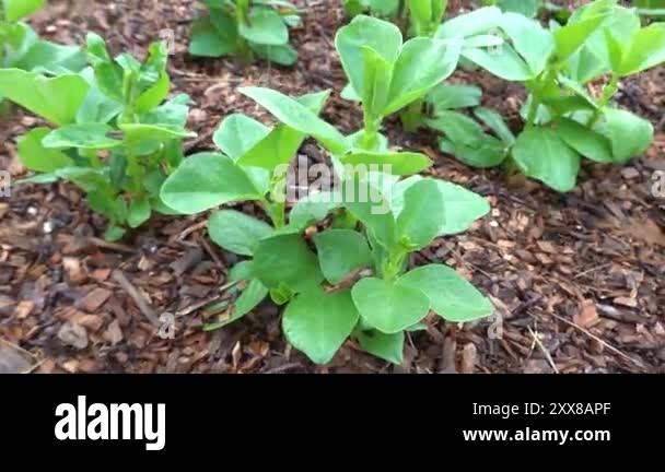 cultivation of broad beans on a raised wooden bed. urban vegetable ...