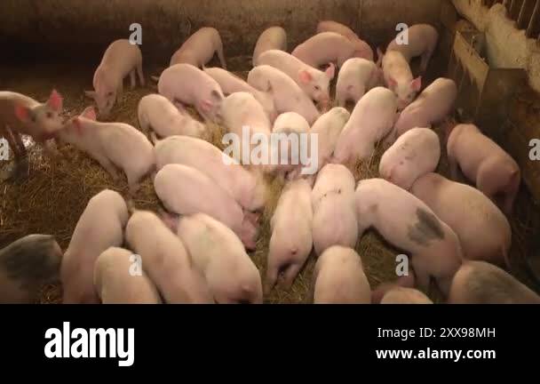 Little piglets are sleeping, sleeping piglets on a pig farm, a pen of little piglets, a pig farm ...
