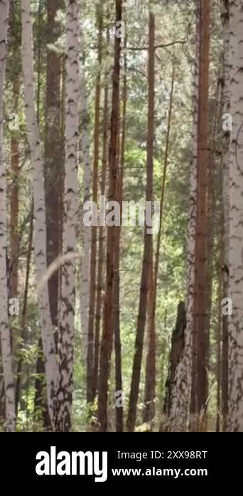 Backgrounds tree Stock Videos & Footage - HD and 4K Video Clips - Alamy