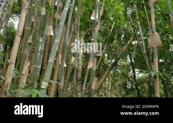 Dense bamboo forest with tall green and brown stalks, showcasing beauty ...