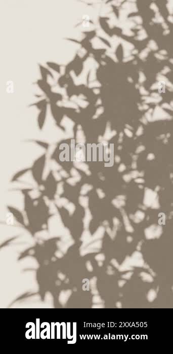 Shadow of wind in the tree leaves on the wall loopable background. 3d ...
