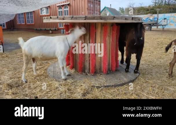 Two goats interact with a unique brush grooming station on a farm ...