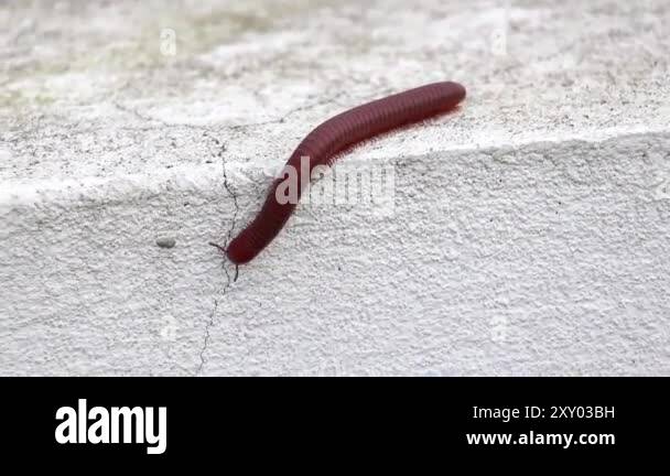 Red legged millipedes Stock Videos & Footage - HD and 4K Video Clips ...