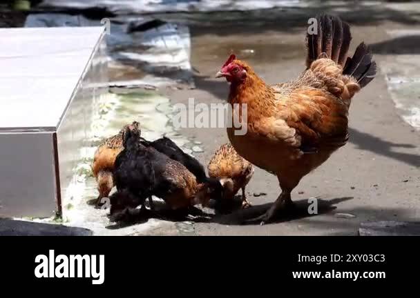 Domestic chickens and chicks eating rice from the village courtyard ...