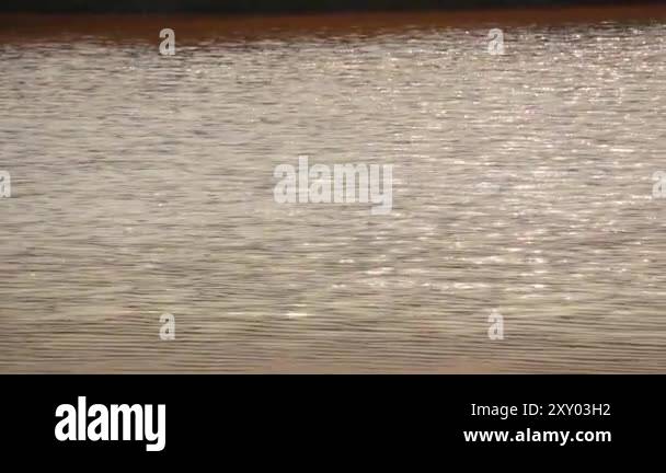 Sunlight reflecting on a sparkling lake at sunrise, sunset. Sunrays ...