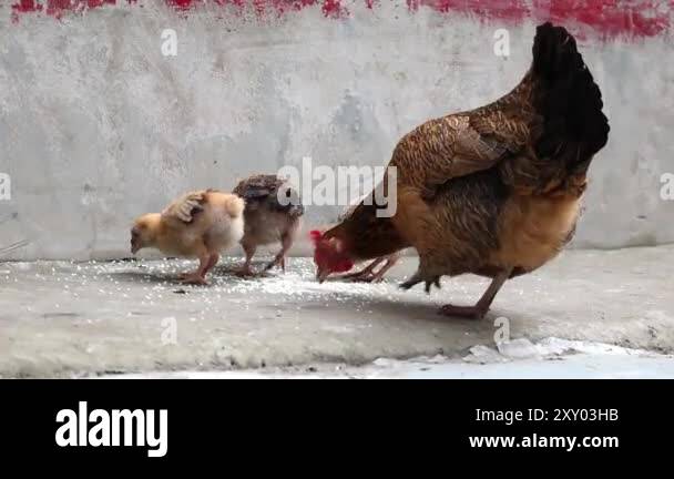 A mother hen and little chickens are eating rice from the ground in a ...