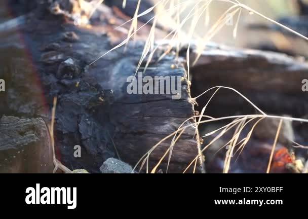 Log garden insects Stock Videos & Footage - HD and 4K Video Clips - Alamy