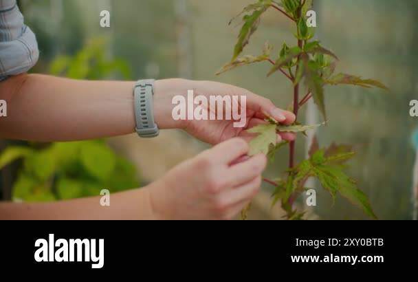 Fungal plant diseases Stock Videos & Footage - HD and 4K Video Clips ...